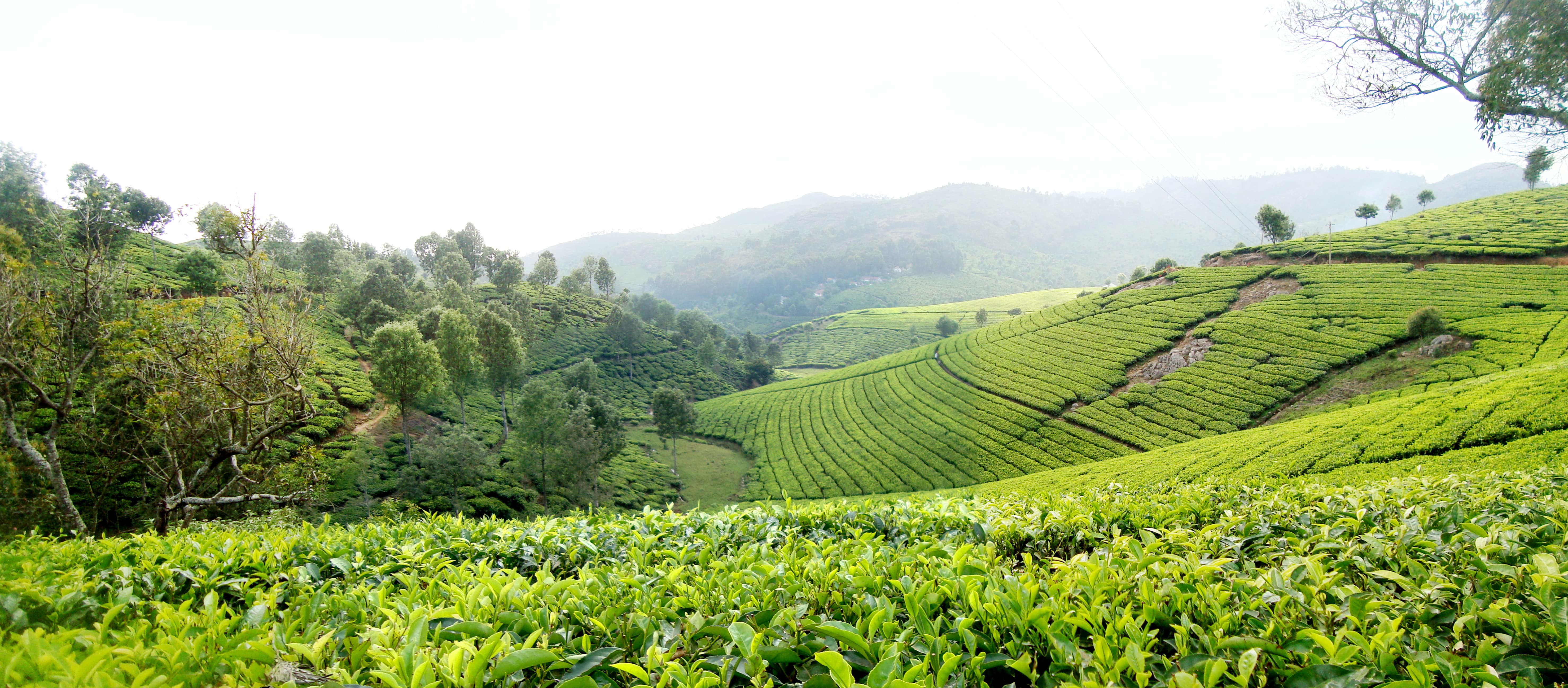 Tea Estate of Coonoor et le célèbre thé Nilgiri. - Secret World