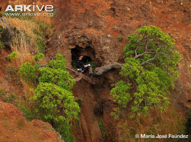 Dendroseris neriifolia di Pulau Robinson Crusoe - Secret World