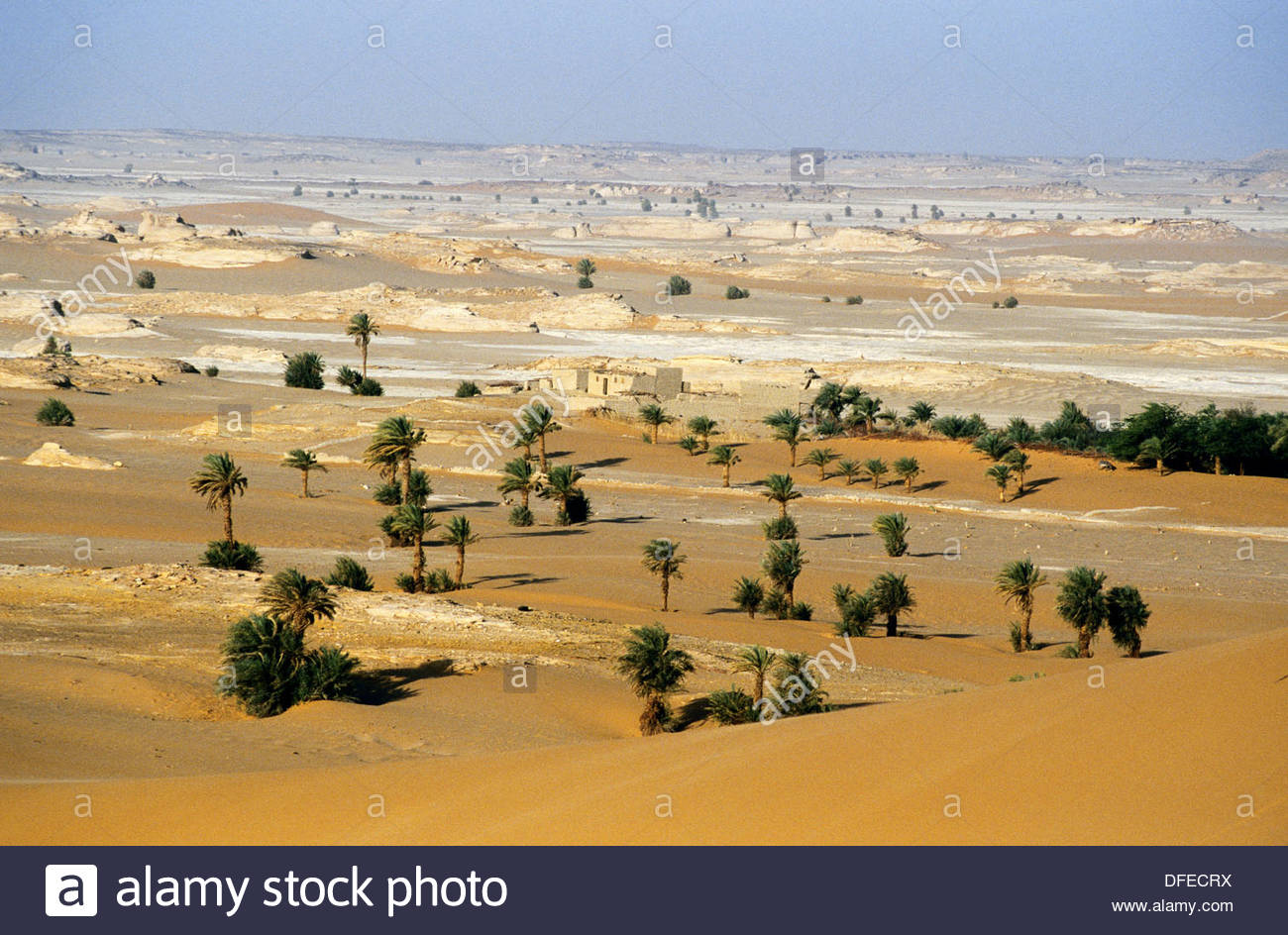 Faya, la plus grande oasis du nord du Tchad - Secret World