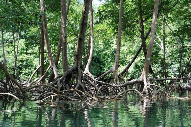 Pyjet Mangrove Të Mumbai mangrove zakonisht i referohet dy gjërave të ...