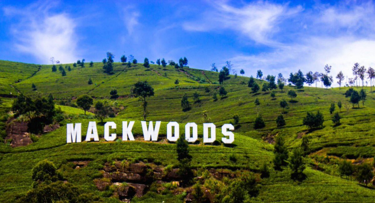 Museo del tè Mackwoods - Secret World